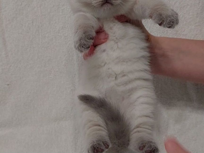 Котята шотландцы