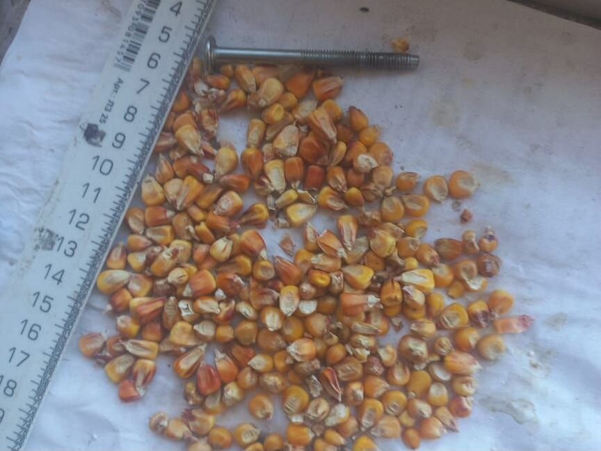 Зерно кукуруза пшеница ячмень овёс горох