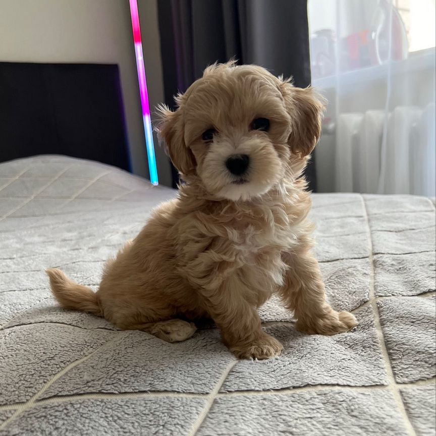 Девочки мальтипу F1