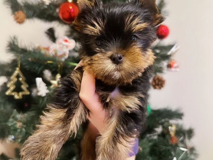 Йоркширский терьер мини щенки и стандарт