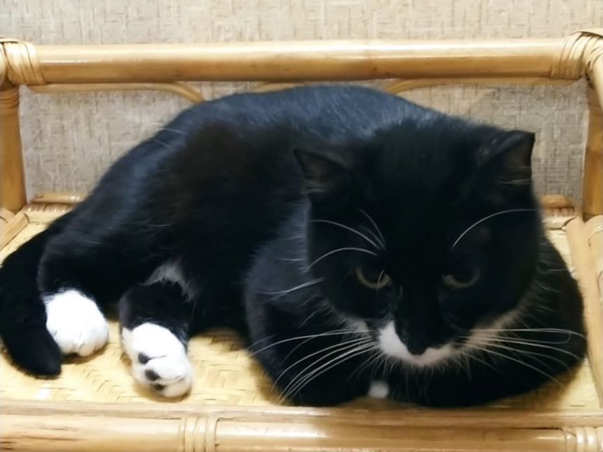 Беззубая кошечка тоже мечтает о доме