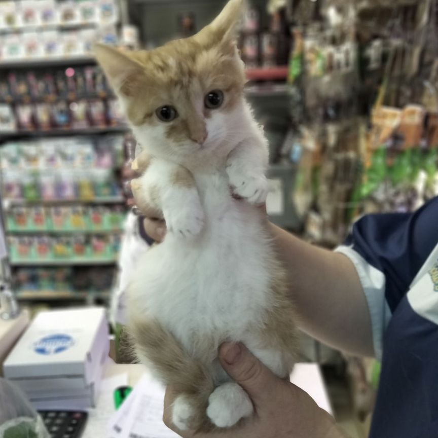 Котёнок маленький рыжик