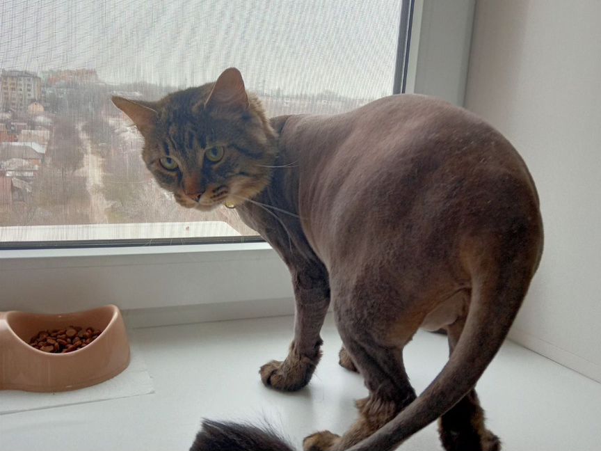 Кот