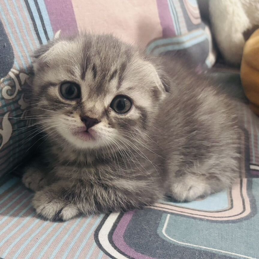 Шотландский вислоухий короткошёрстный котёнок