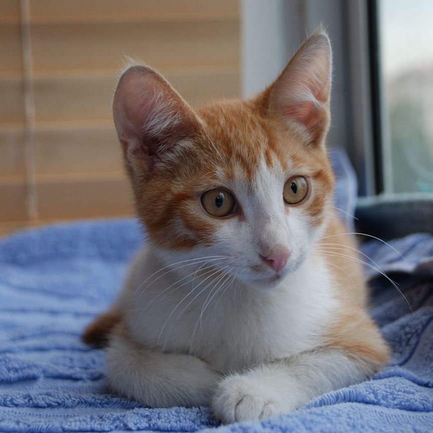 Персик ищет дом