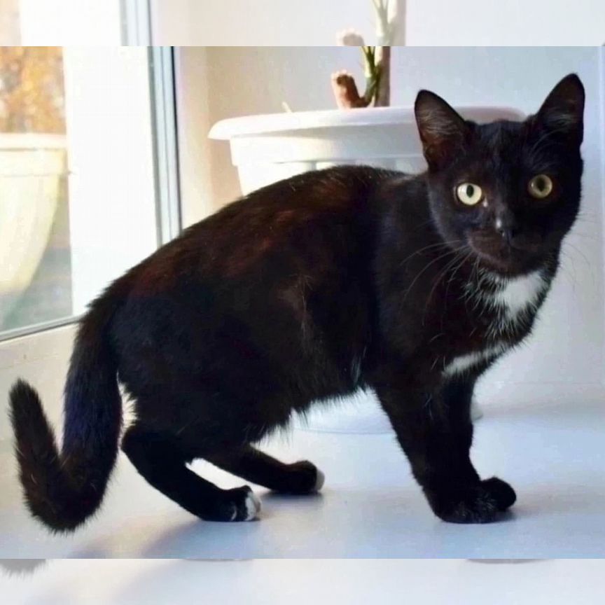 Взрослый кот в добрые руки