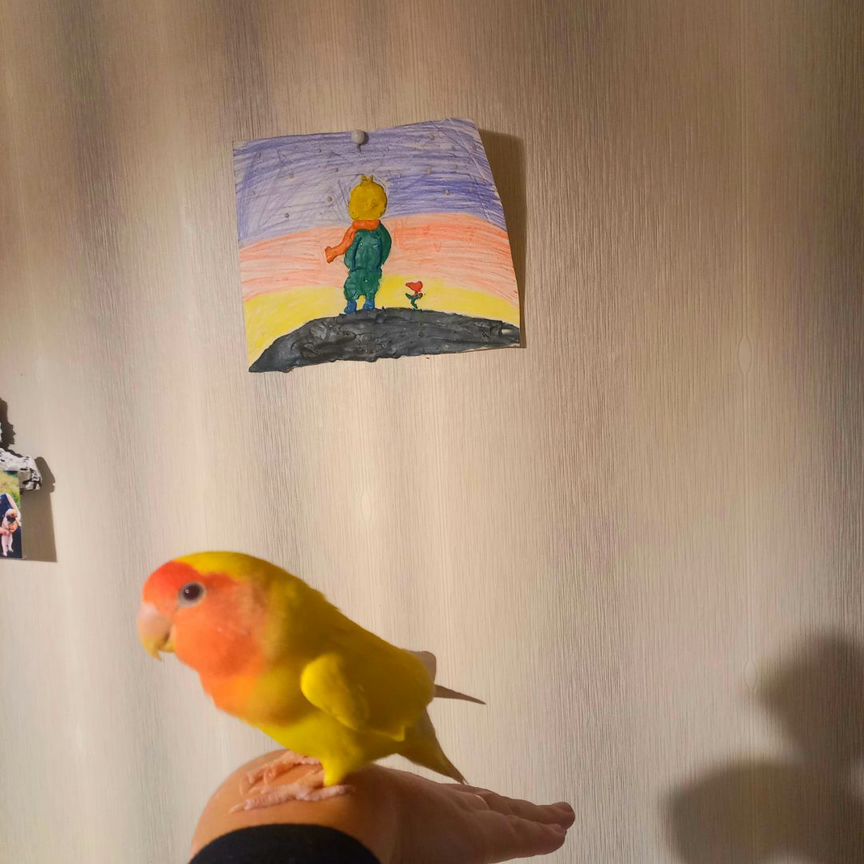 Попугай неразлучник