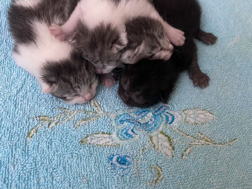 Котята в добрые руки