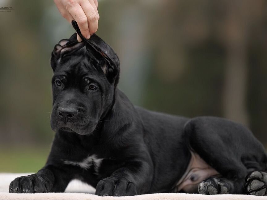 Щенки кане корсо. Эксклюзив