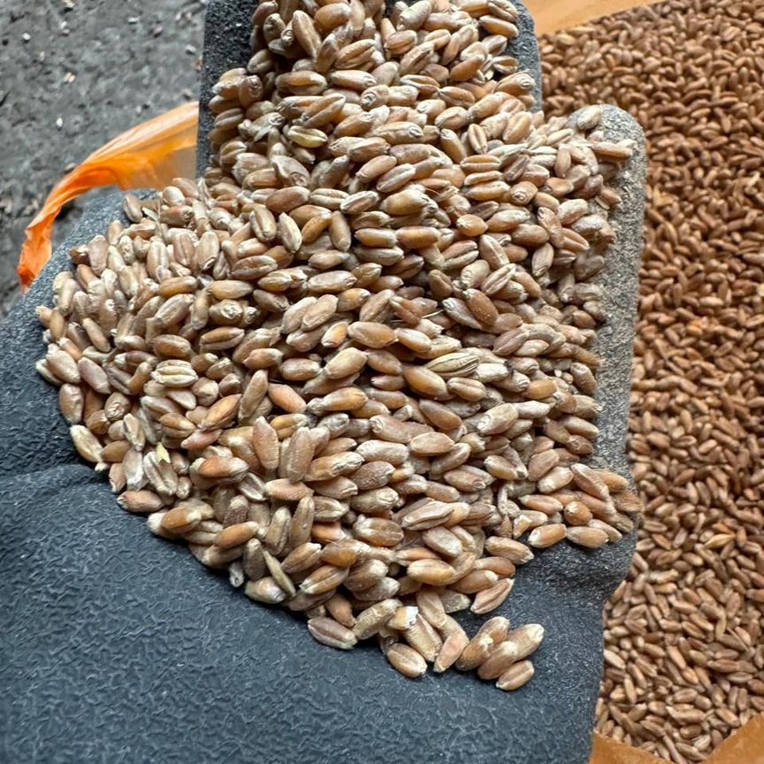 Пшеница фуражная