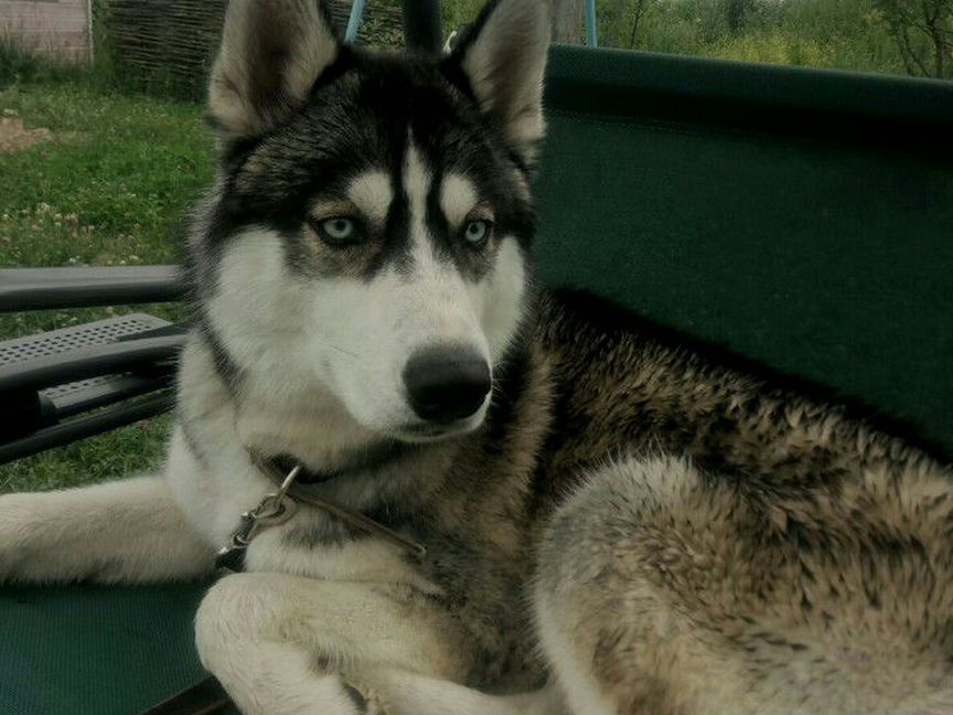 Вязка