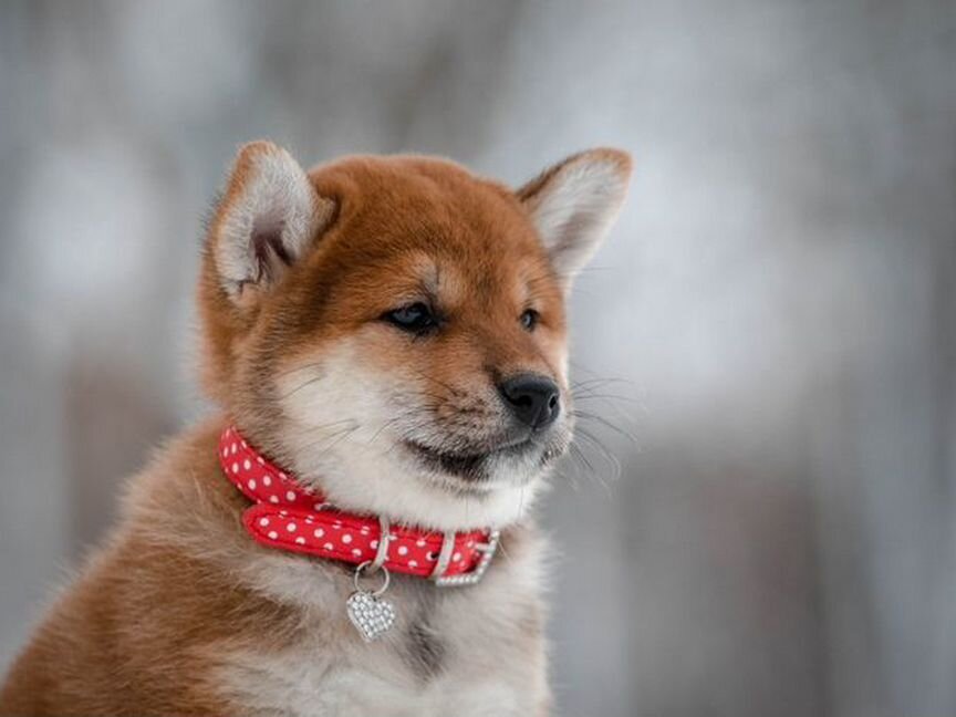 Открыты для брони чудесные малыши сиба