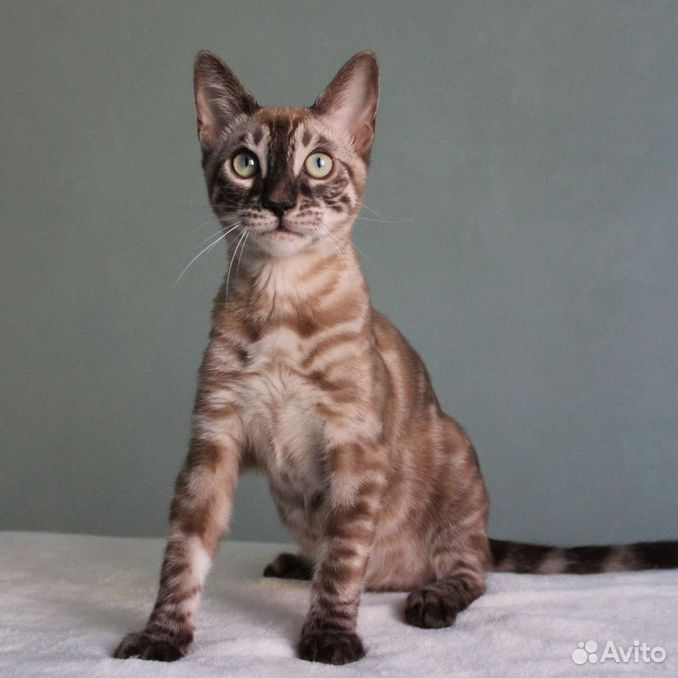 Бенгальские котята уголь