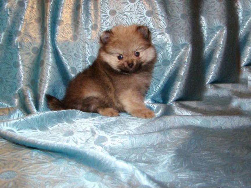 Шпиц мини мальчишка