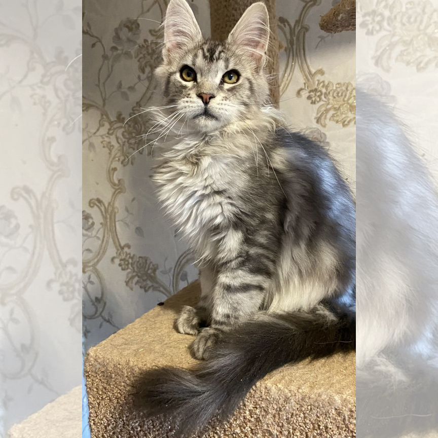 Шикарный серебряный мальчишка