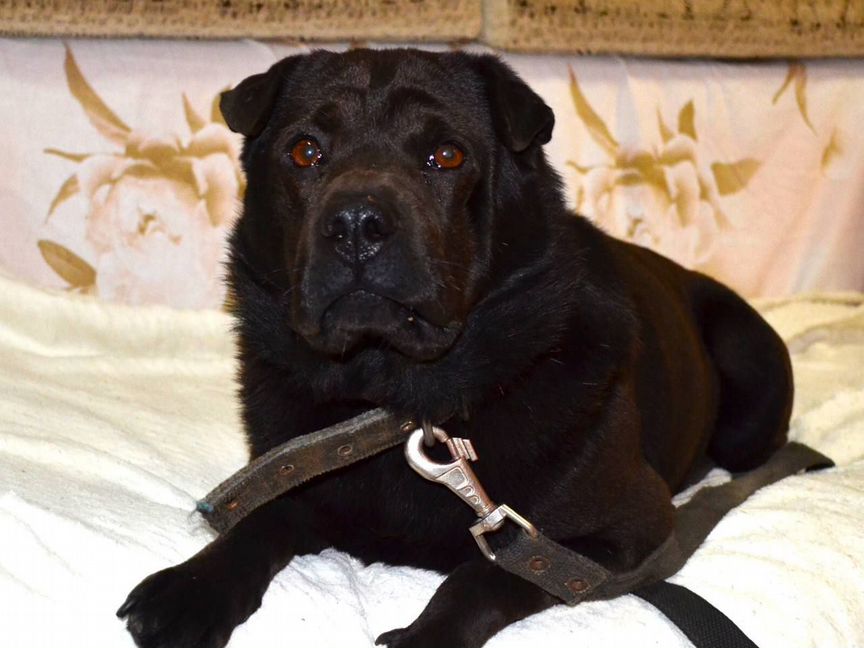 Красавчик мальчишка в добрые руки