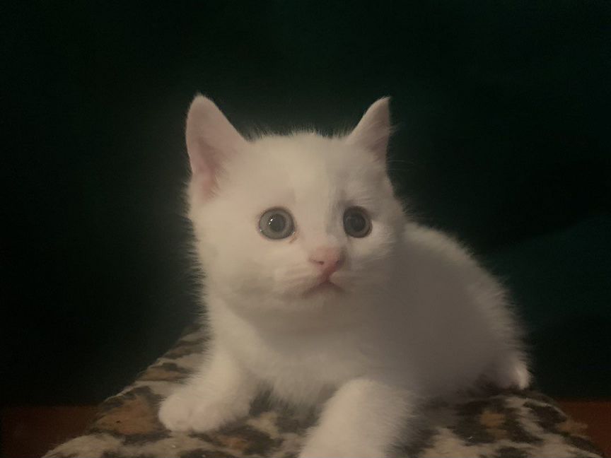 Малыши Курилы