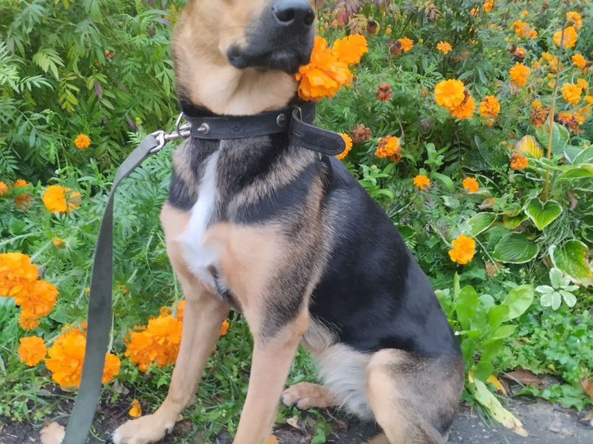 Собака в добрые руки