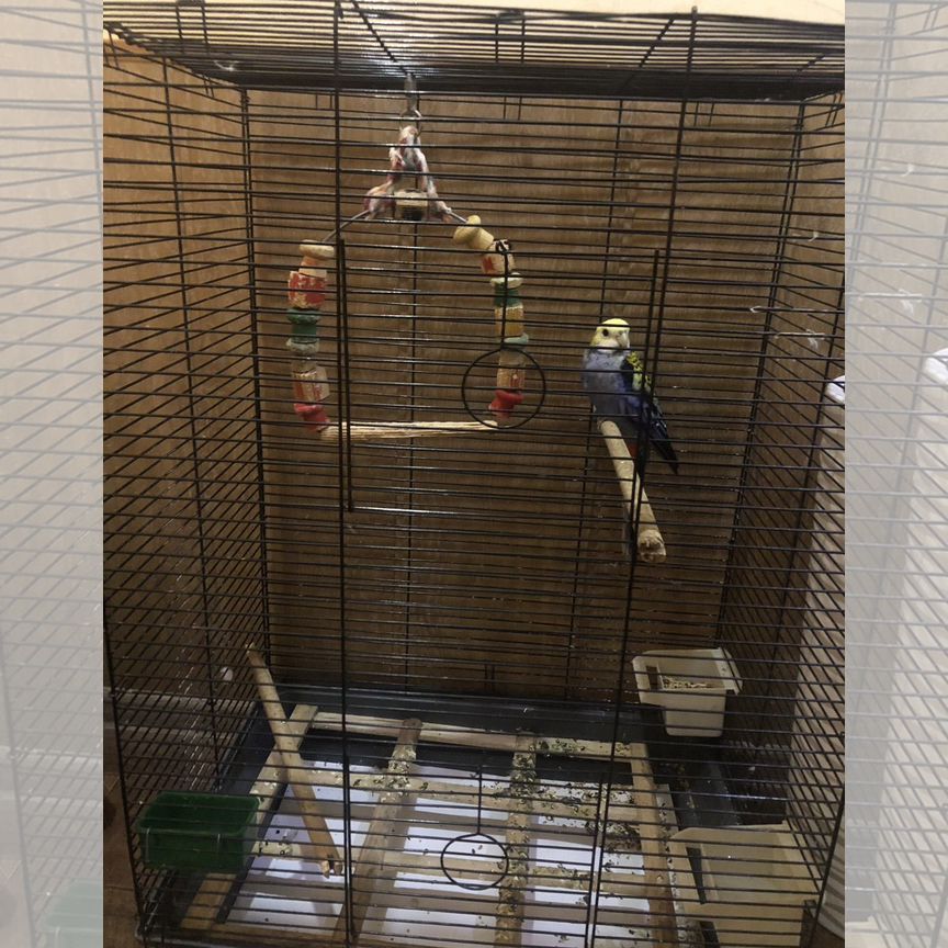 Попугай розелла бледно головый