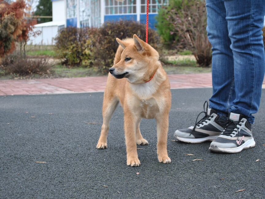 Мальчик 4,5 мес. Сиба ину