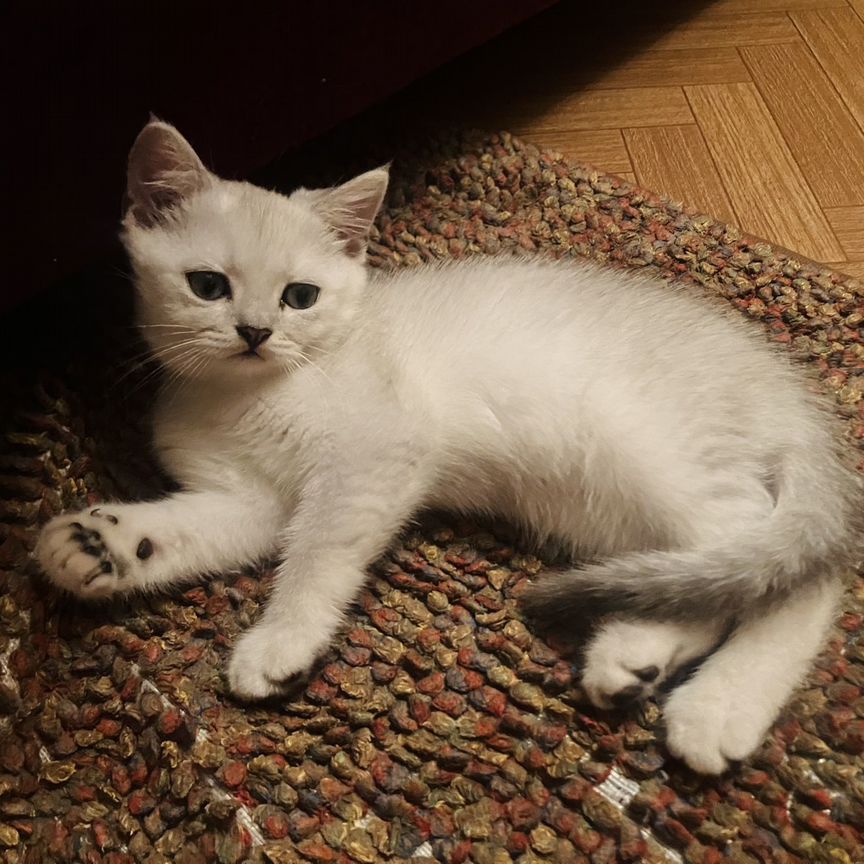 Продам котёнка