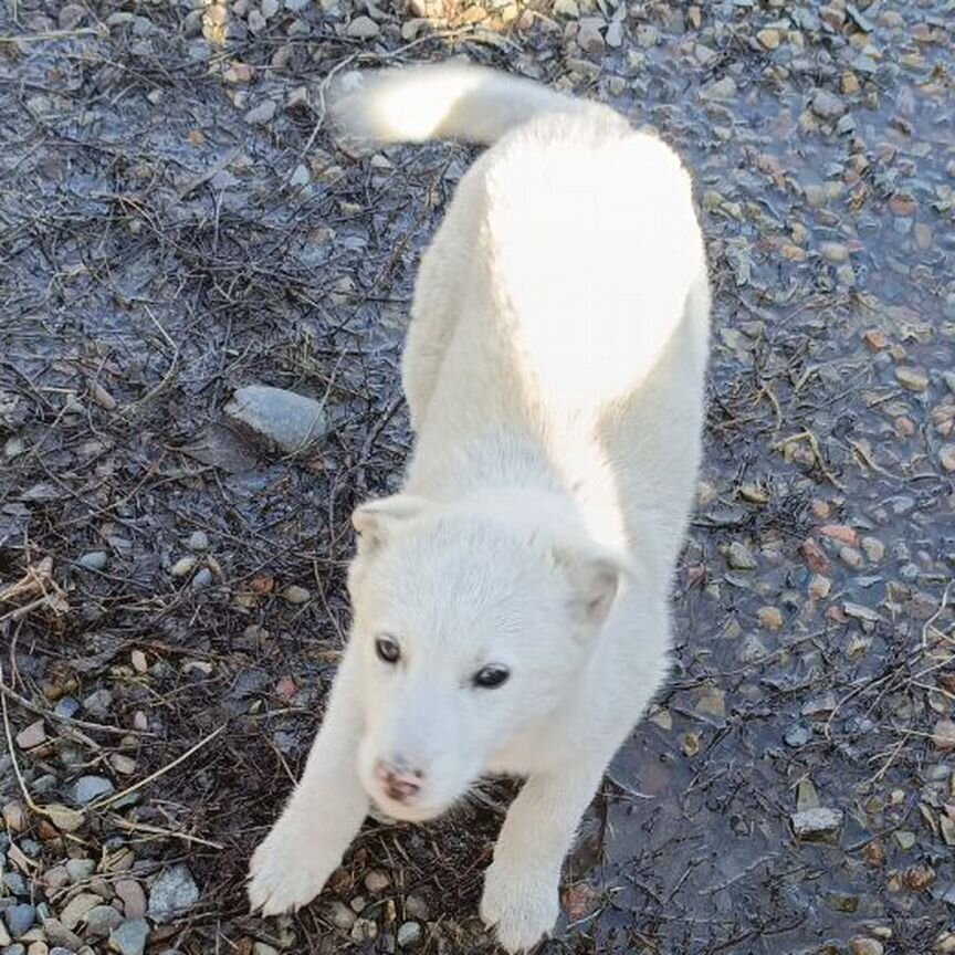 Лайка, щенок