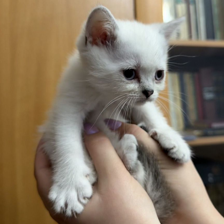 Серебряная шиншилла котята