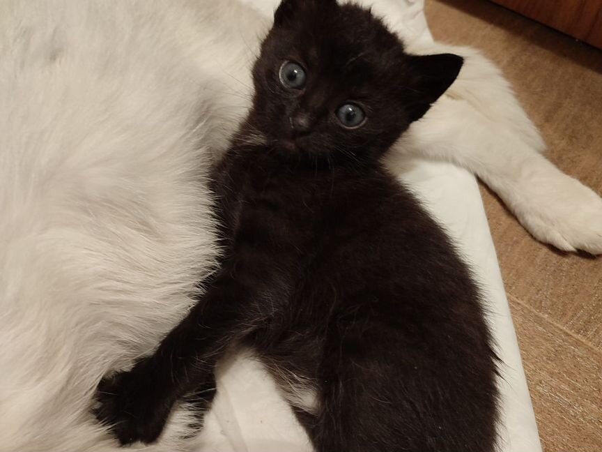 Черный котенок