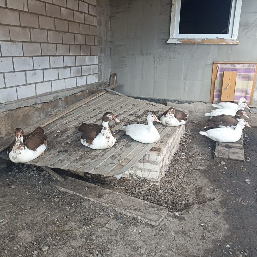 Молодые индоутки