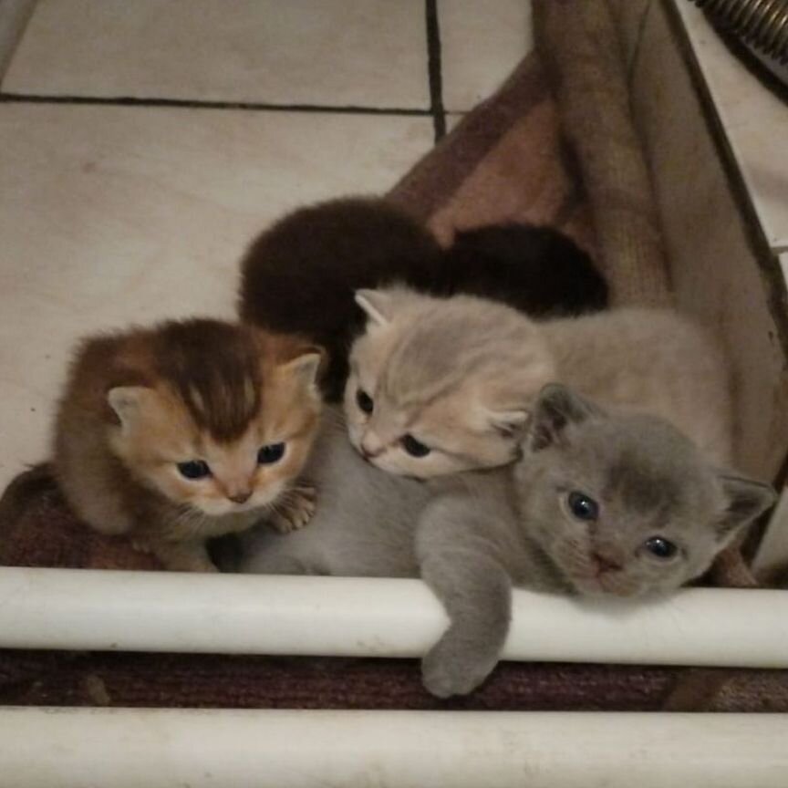 Шотландский вислоухий короткошёрстный котёнок