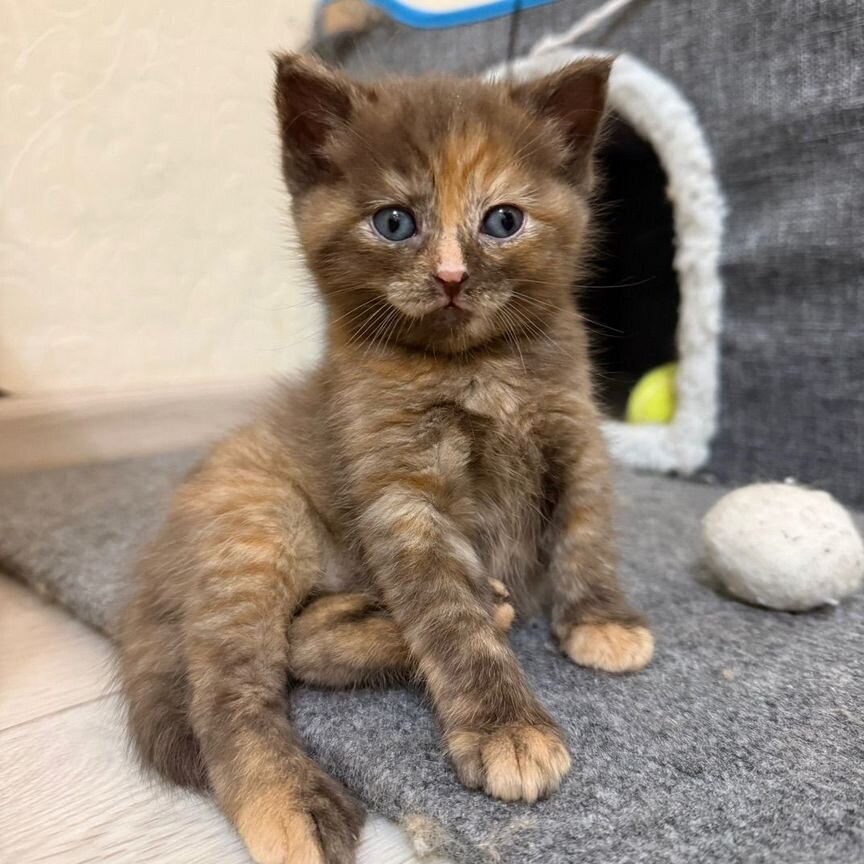 Сибирский котёнок