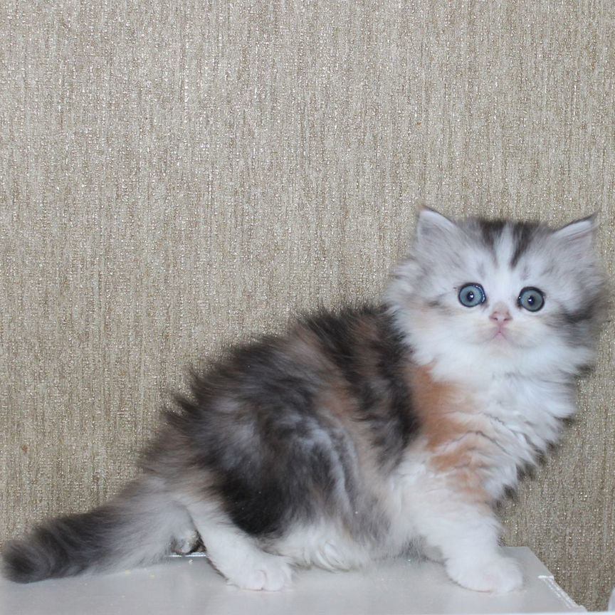 Трехцветная кошка