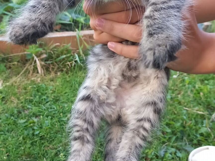 Кроха ищет дом