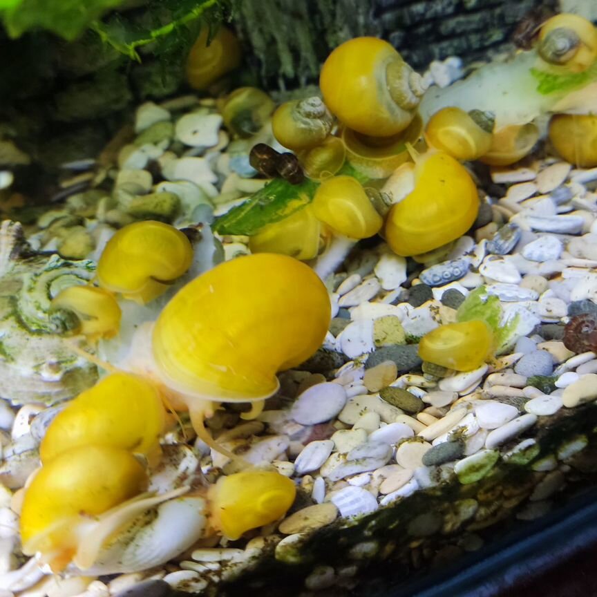 Улитки ампулярии, катушки