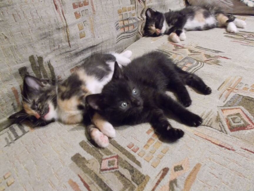 Котята в добрые руки