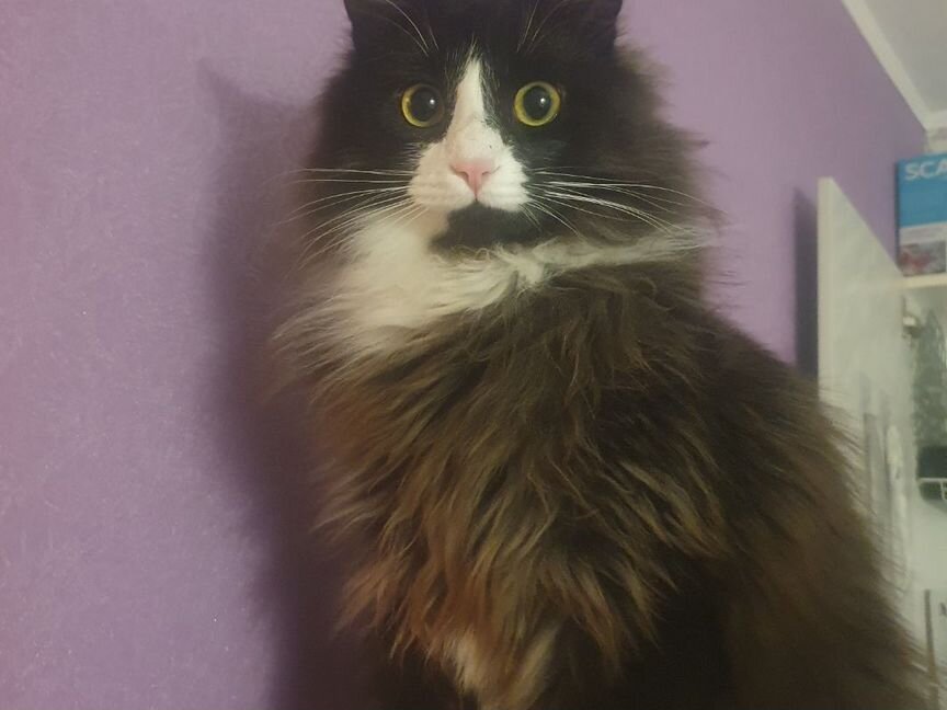 Котик в добрые руки