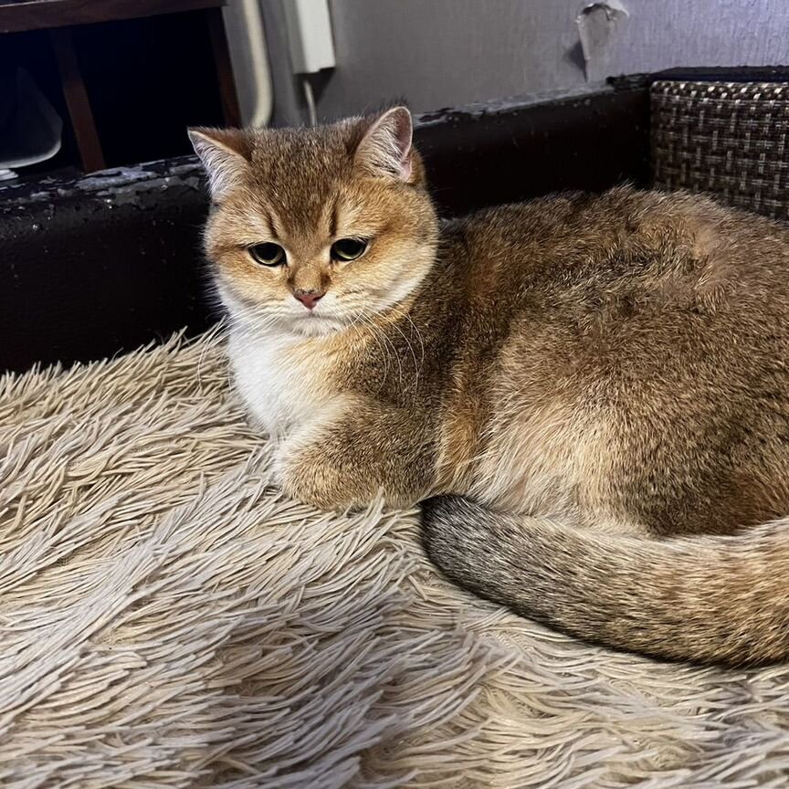 Кошечка ищет кота для вязки для здоровья