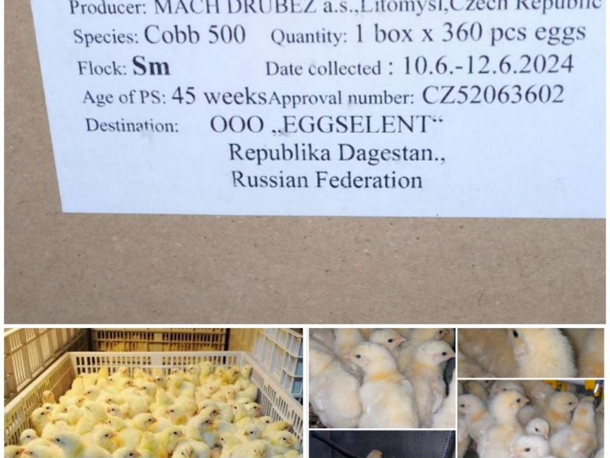 Ия бройлера Кобб 500 Чехия