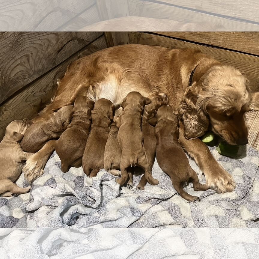 Американский кокер-спаниель, щенок