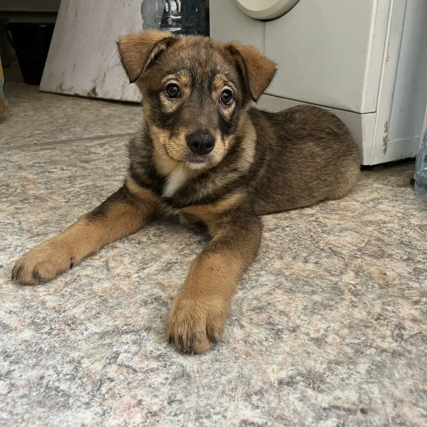 Отдам шенков