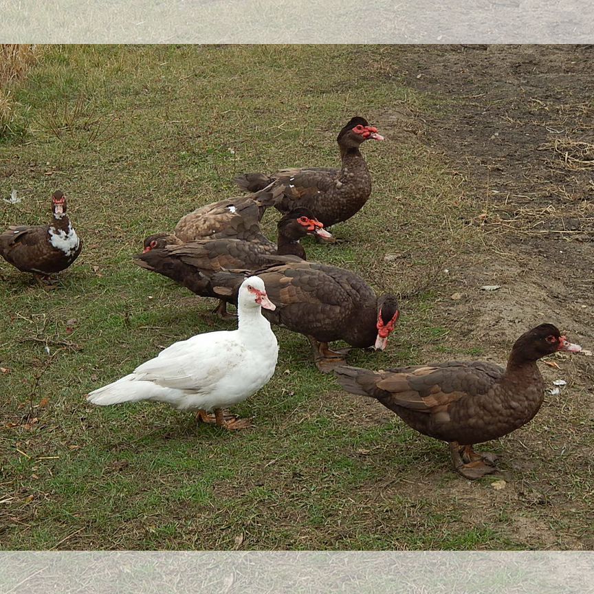 Мускусные индоутки коричневые Шоколад