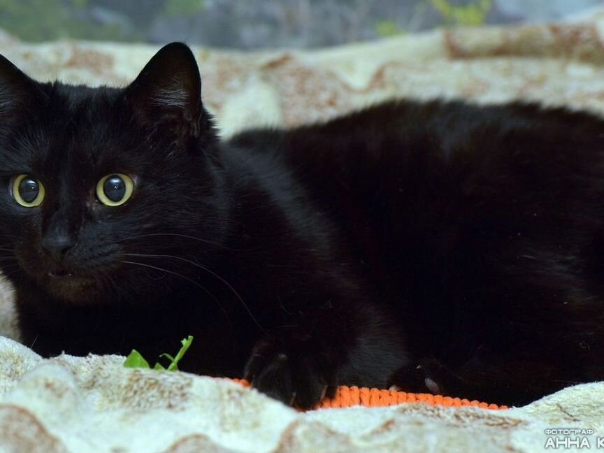 Кошка Ялта 1,5 -2 года