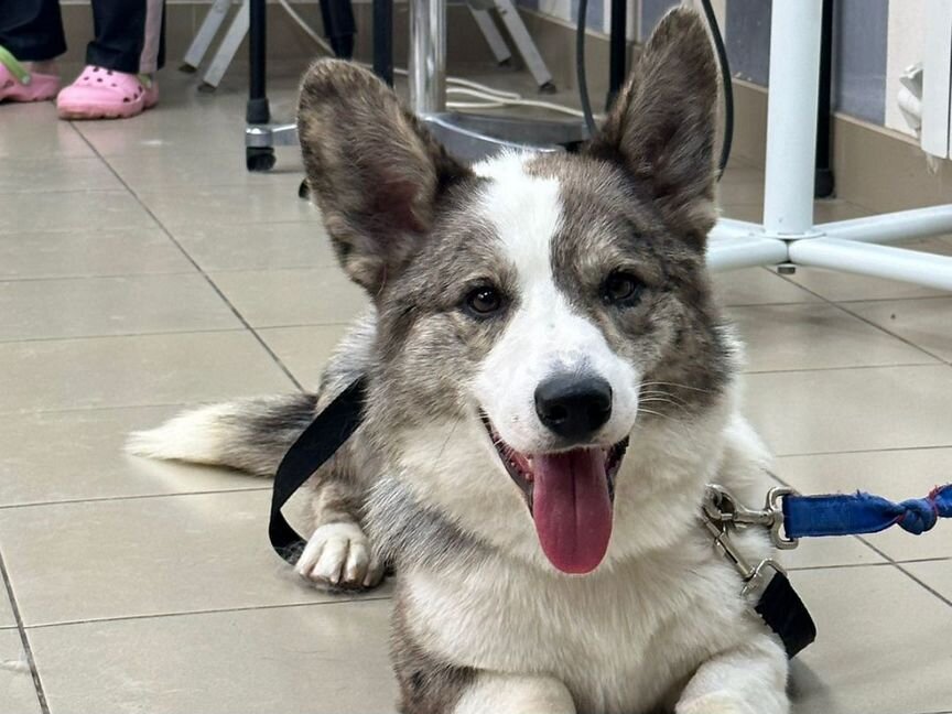 Вязка собак