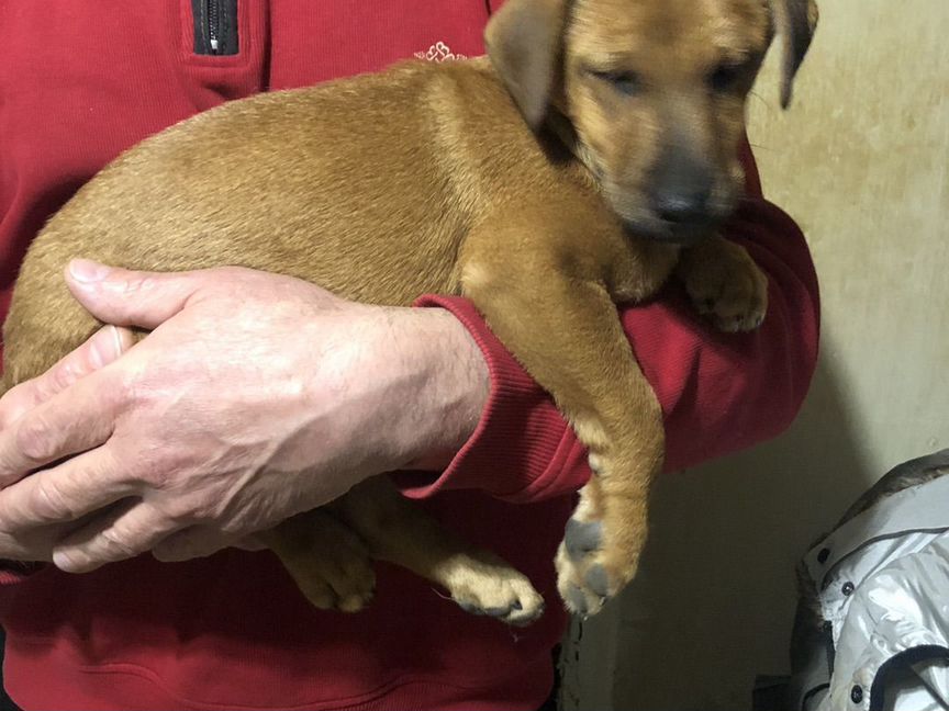 Собаки бесплатно в добрые руки