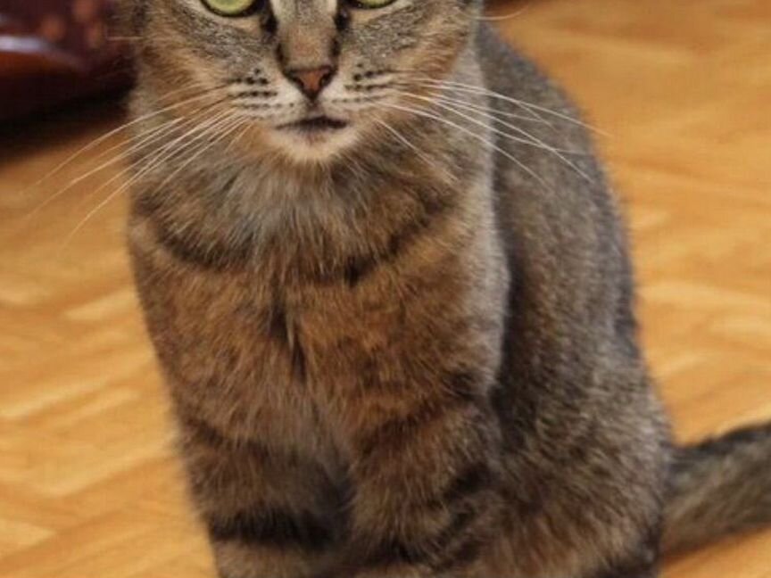 Кошка