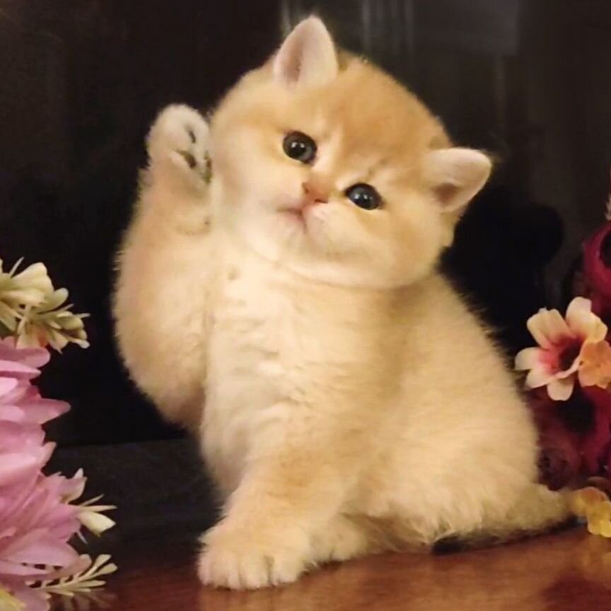 Британская золотая кошечка - шикарная девочка