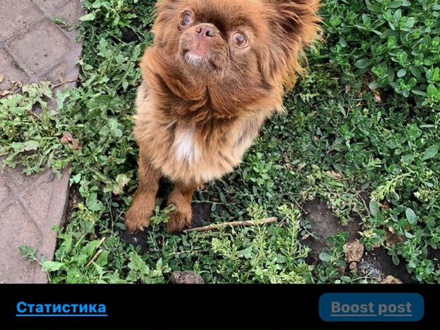 Взрослая девочка Чихуахуа