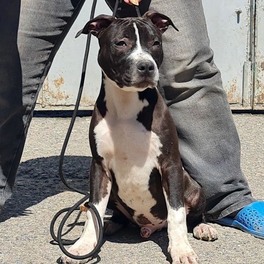 Американский стаффордширский терьер, щенок