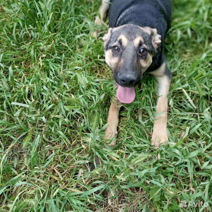 Щенок мальчик 4,5 мес мама овчарка