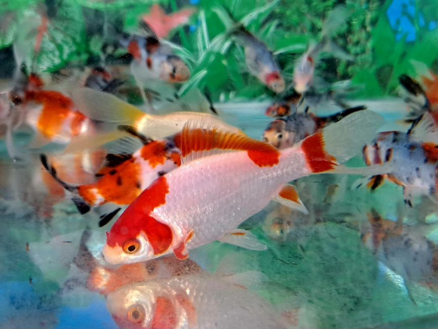 Комета,шубункин,кои